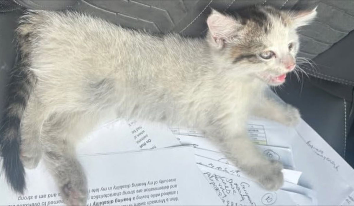 Kindhearted Kathryn Thomas rescues tiny injured kitten from busy road in Tralee