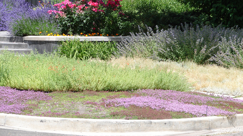 Why You'll Love (And Hate) Planting Red Creeping Thyme In Your Yard