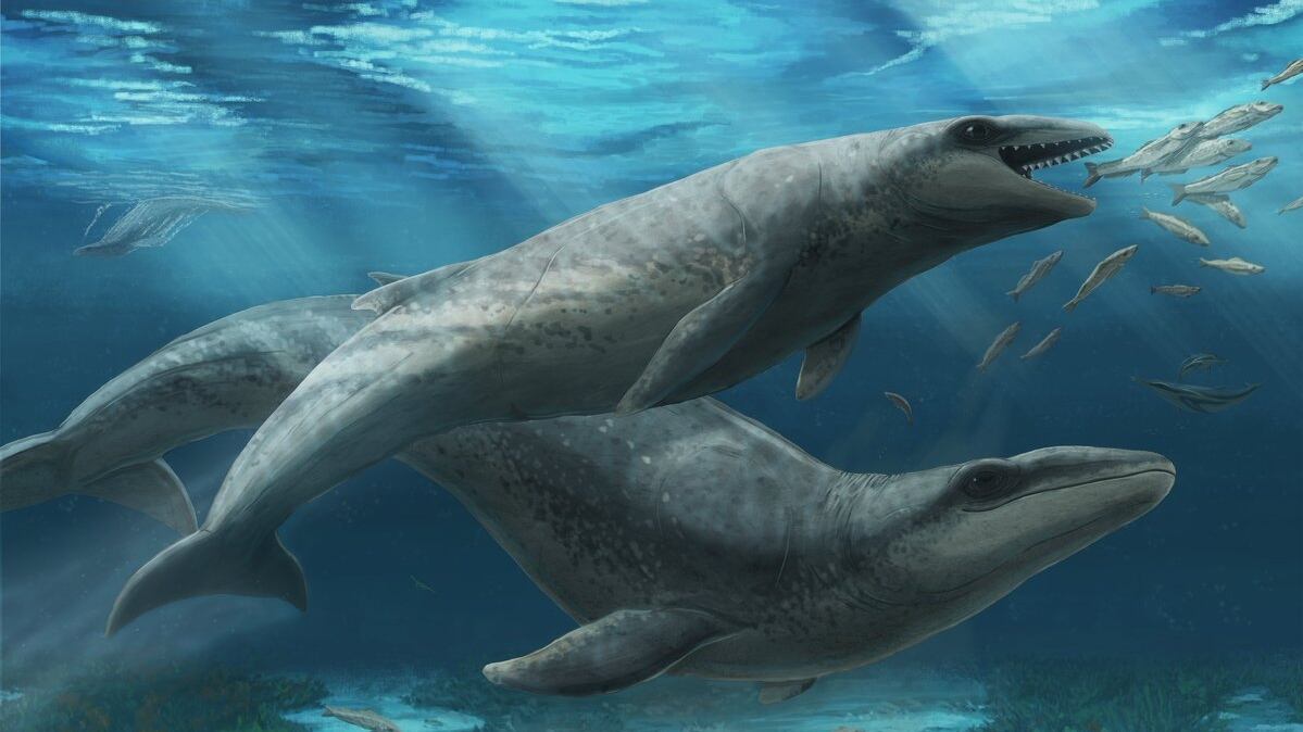 Paleontologists Discover Weird ‘Pokémon’ Ancestor of Modern Whales