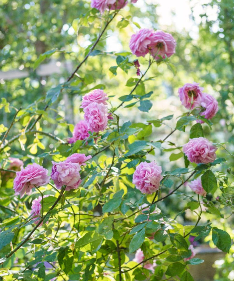 Explore a narrow London rose garden with all the softness and whimsy of ...