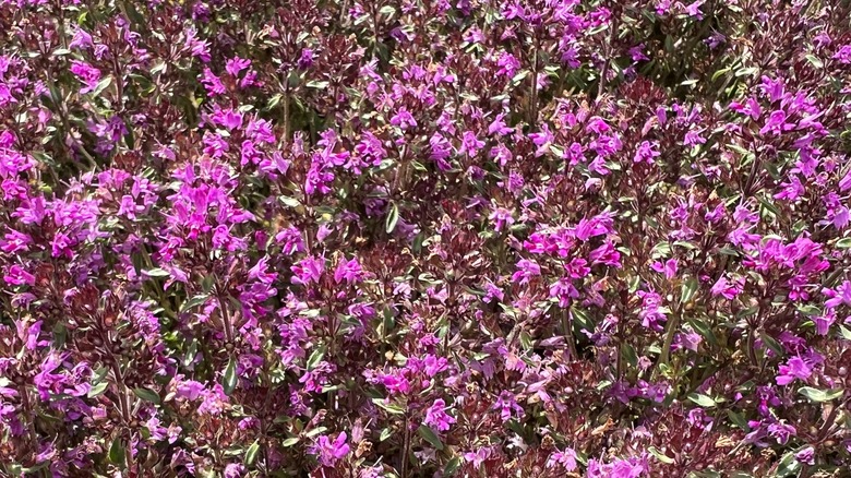 Why You'll Love (And Hate) Planting Red Creeping Thyme In Your Yard