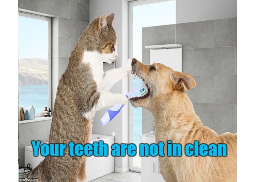 These Cat and Dog Memes Are Exactly What You Needed Today