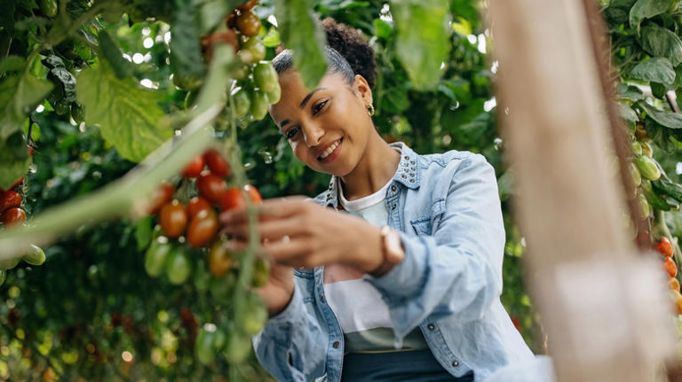 How Long Do Tomatoes Really Take To Grow? Here's When To Expect Your ...