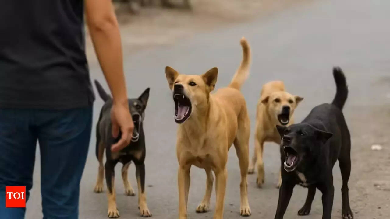 Need humane plan to sterilise 50k stray dogs a year: NGOs