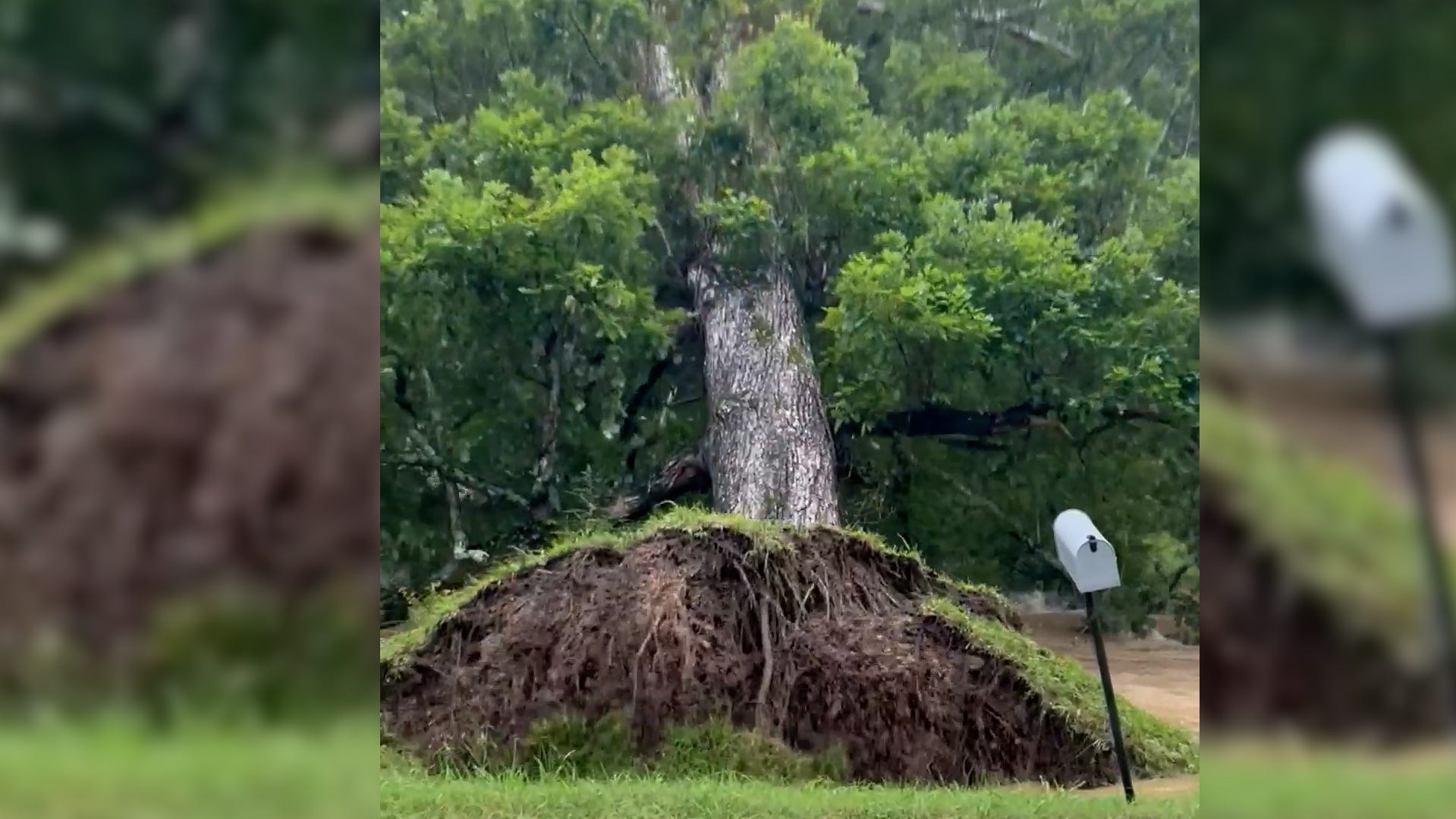 Massive tree crashes on home during Georgia flooding