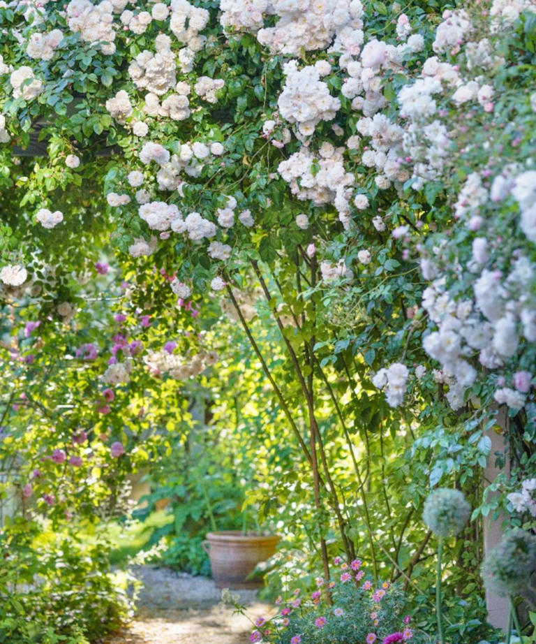 Explore a narrow London rose garden with all the softness and whimsy of ...