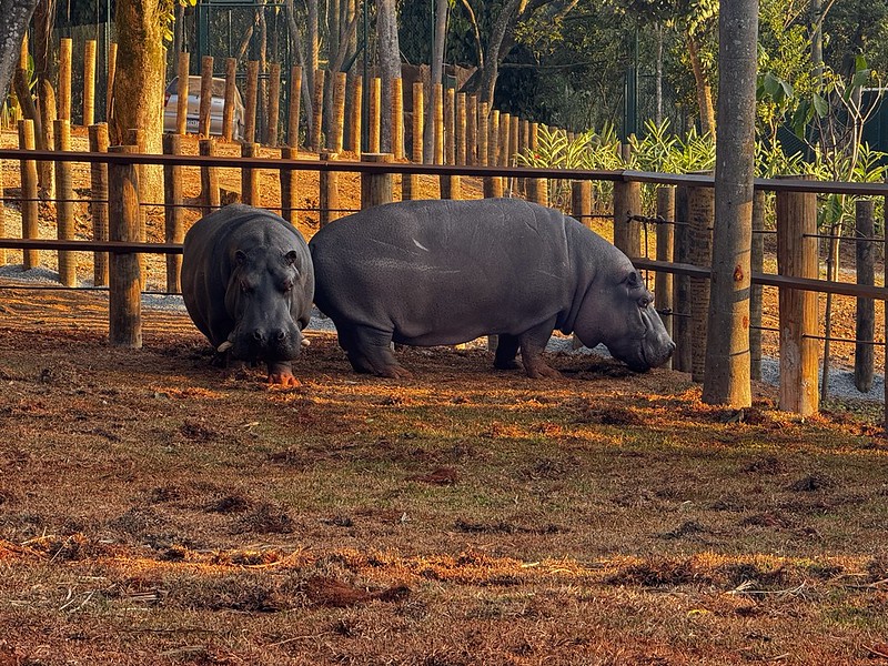 Casal de hipopótamos e luta de leões: como vivem os animais do Simba ...