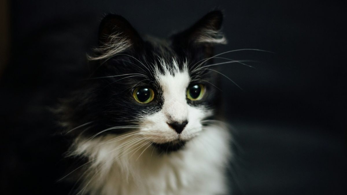 What vets say your cat does when he feels the end is near