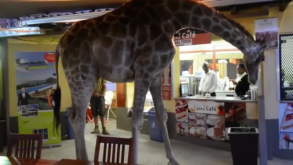 Giraffe Walks Through Restaurant