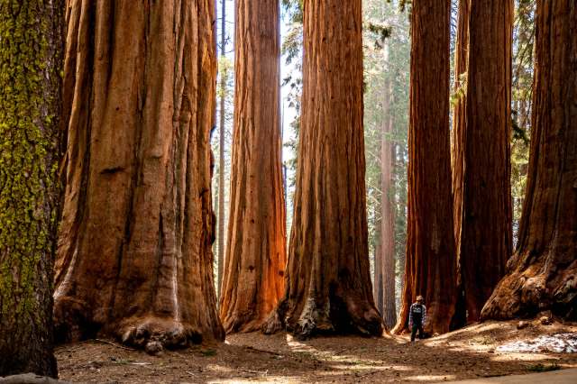 Farmer attempts to save ancient 'super trees' by cloning their DNA ...