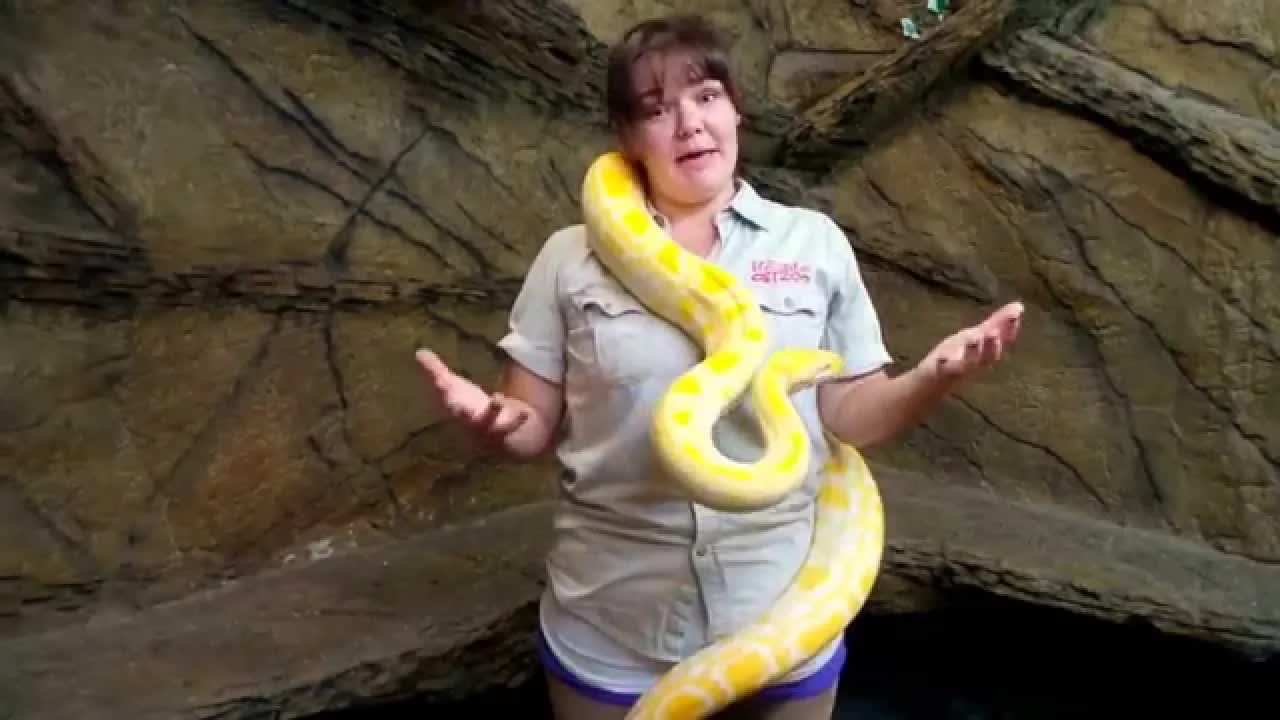 burmese pythons: albino buttercup snake facts