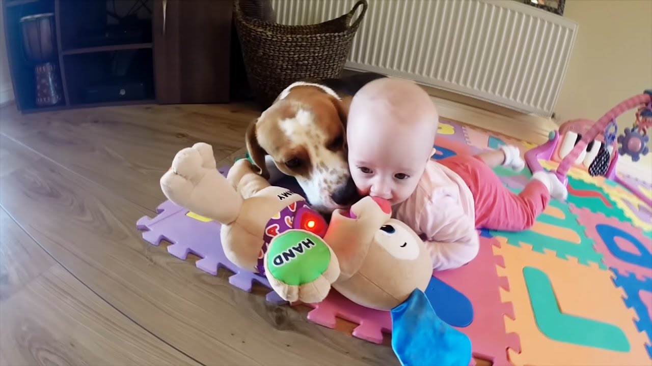 Beagle puppy and baby girl best friends play nonstop