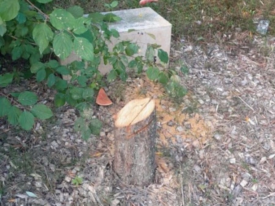 'Killing him a second time': Memorial tree to murdered French Jew Ilan ...