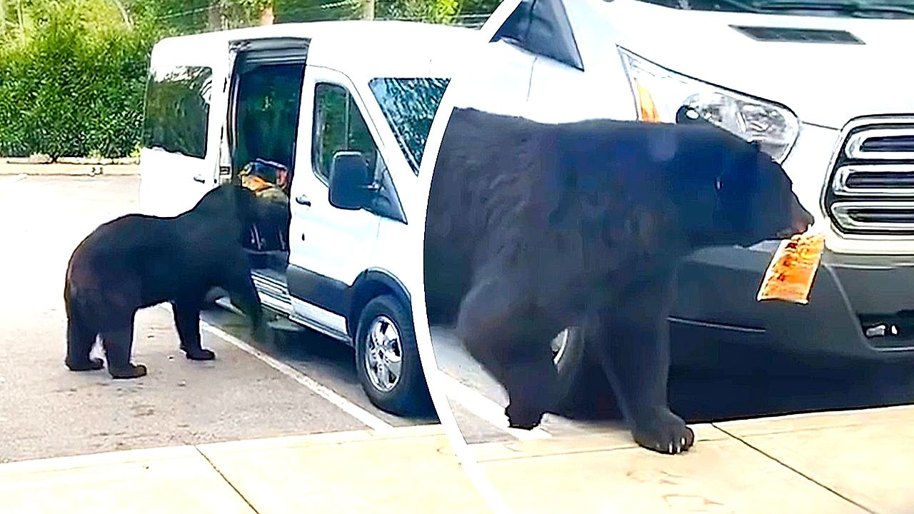 Un ours affamé vole un paquet de couennes de porc dans une voiture