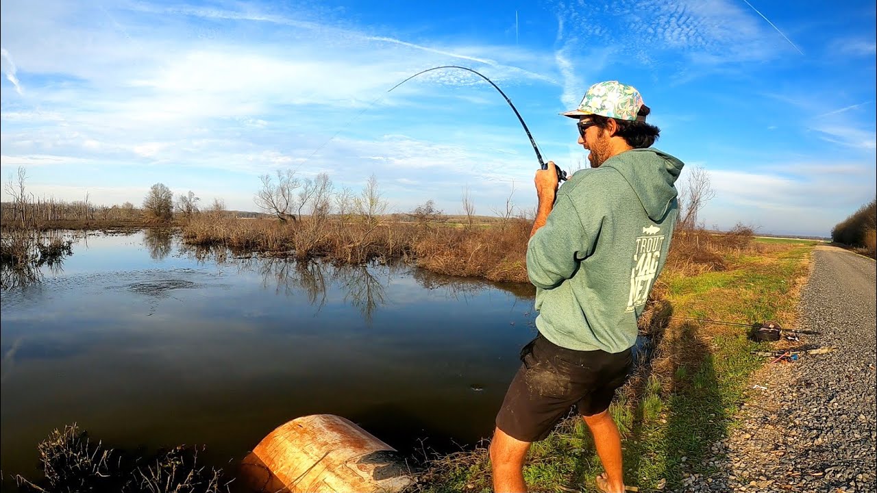 Roadside drain loaded with big aggressive fish surprise