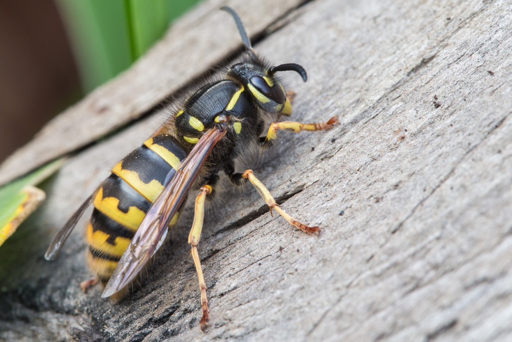 How to make a wasp trap using common household items