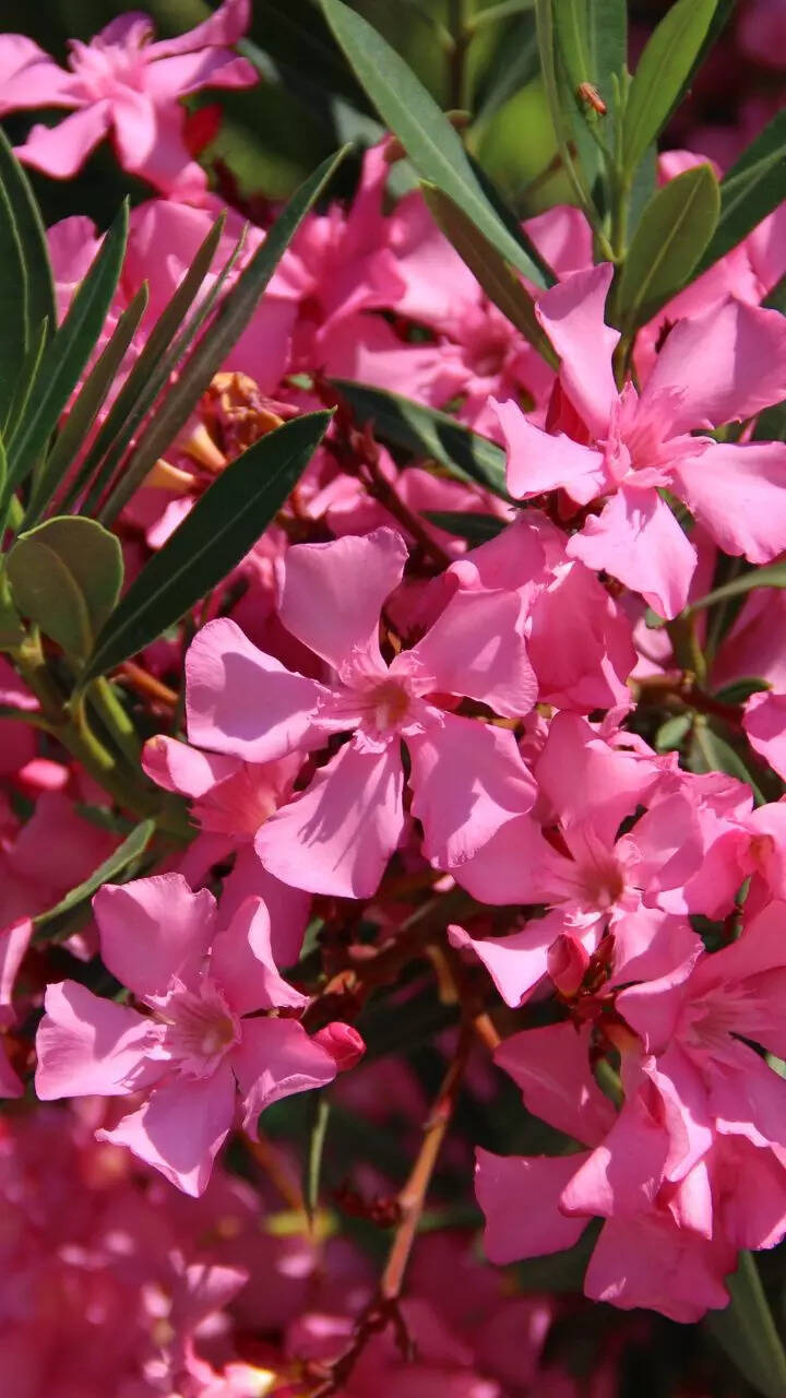 10 most poisonous plants in existence