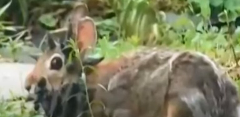 Strange ‘Zombie Rabbits’ Sighted in Colorado With Horn-Like Growths