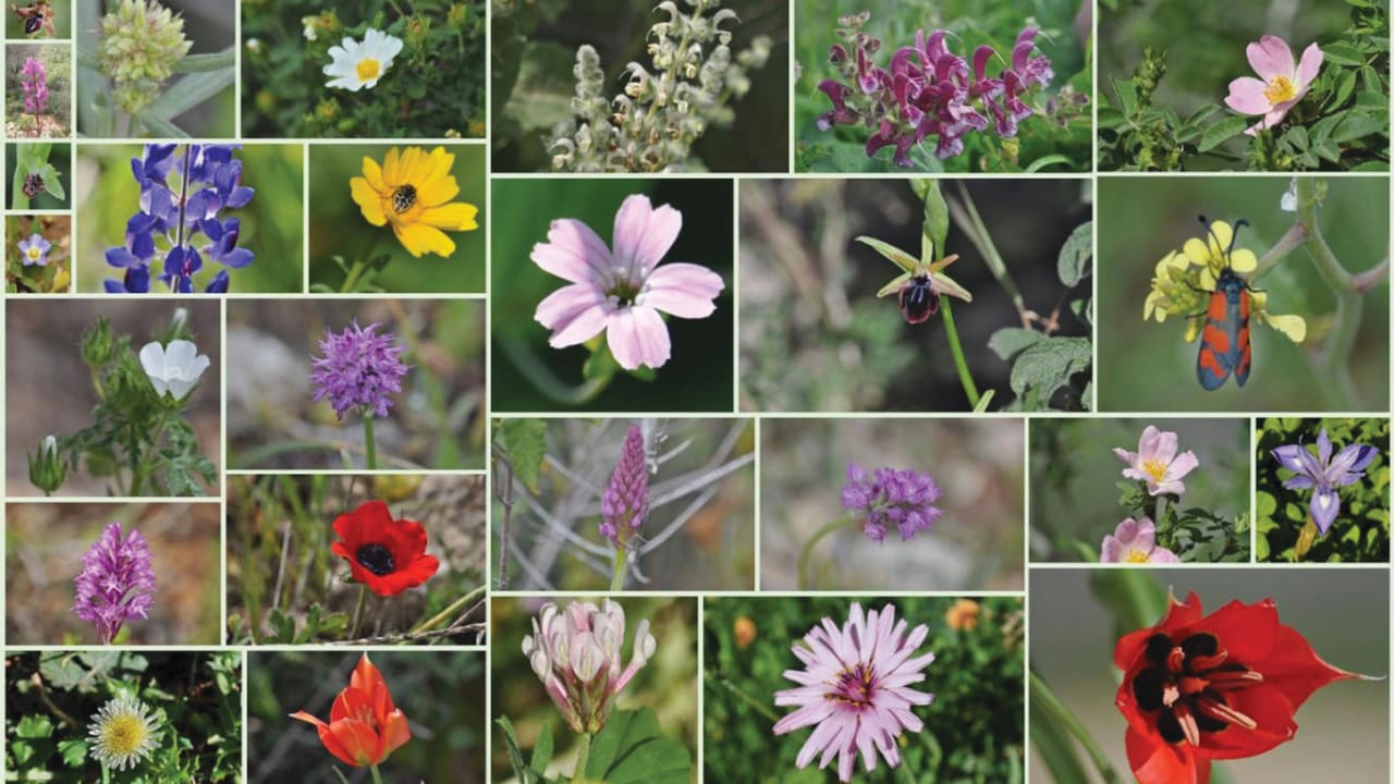 New Israeli website gets down to the roots of nature’s medicine chest