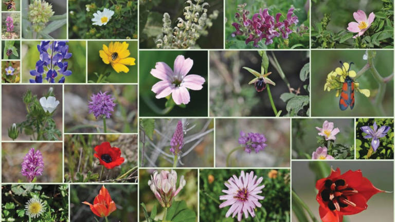 New Israeli website gets down to the roots of nature’s medicine chest
