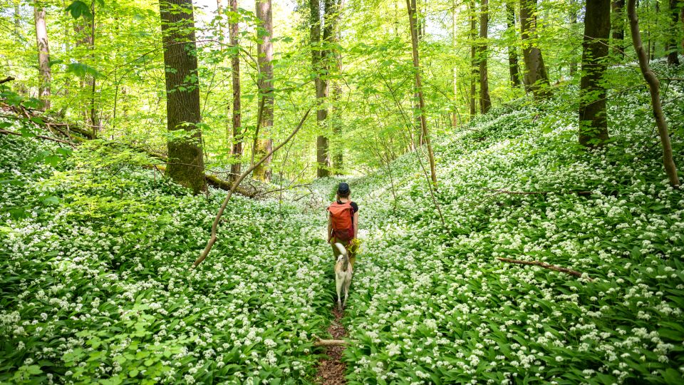 A toxicologist’s guide to poison ivy’s itch and bee stings’ burning ...