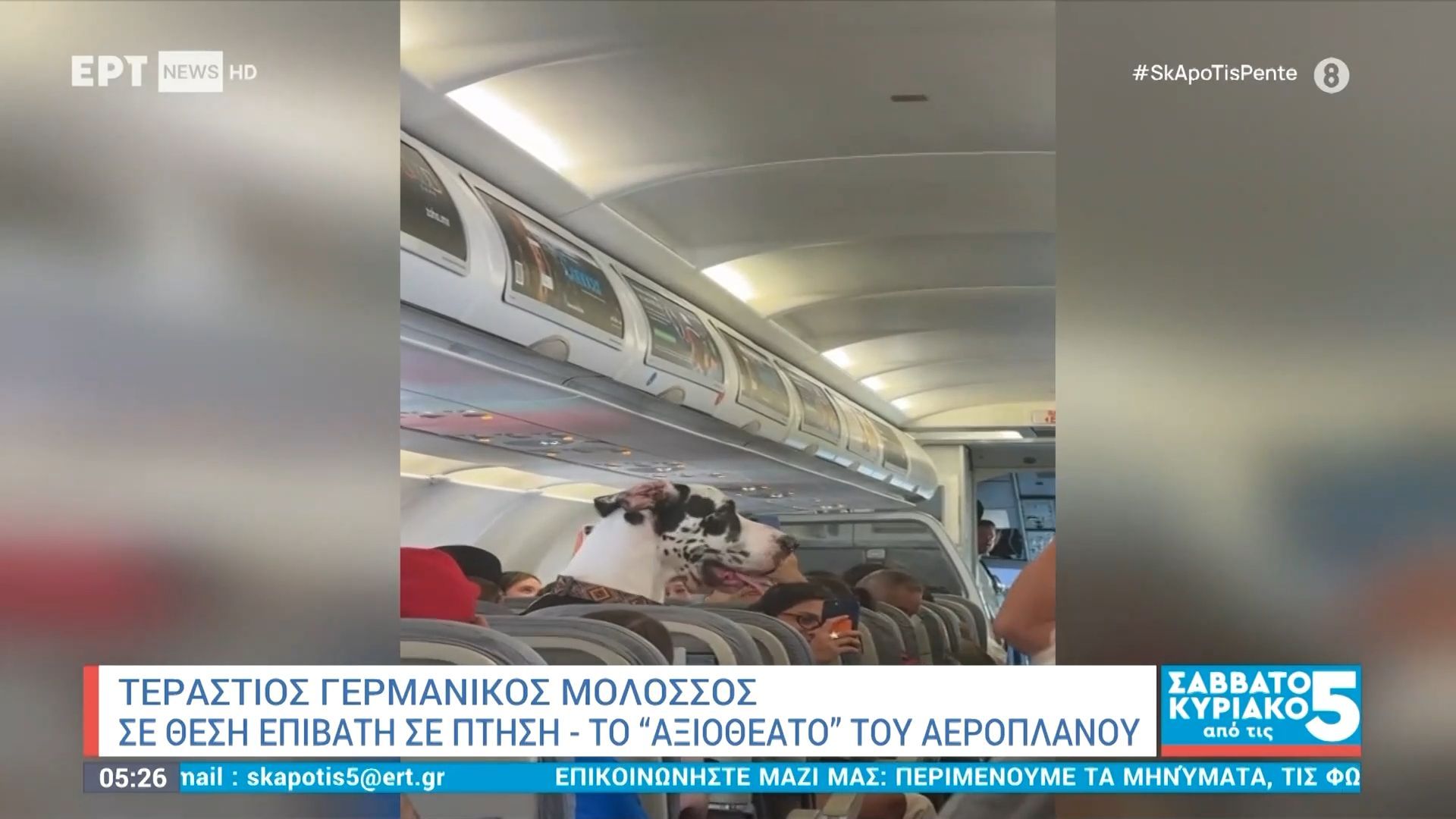 Τεράστιος γερμανικός μολοσσός σε θέση επιβάτη σε πτήση - Το "αξιοθέατο ...