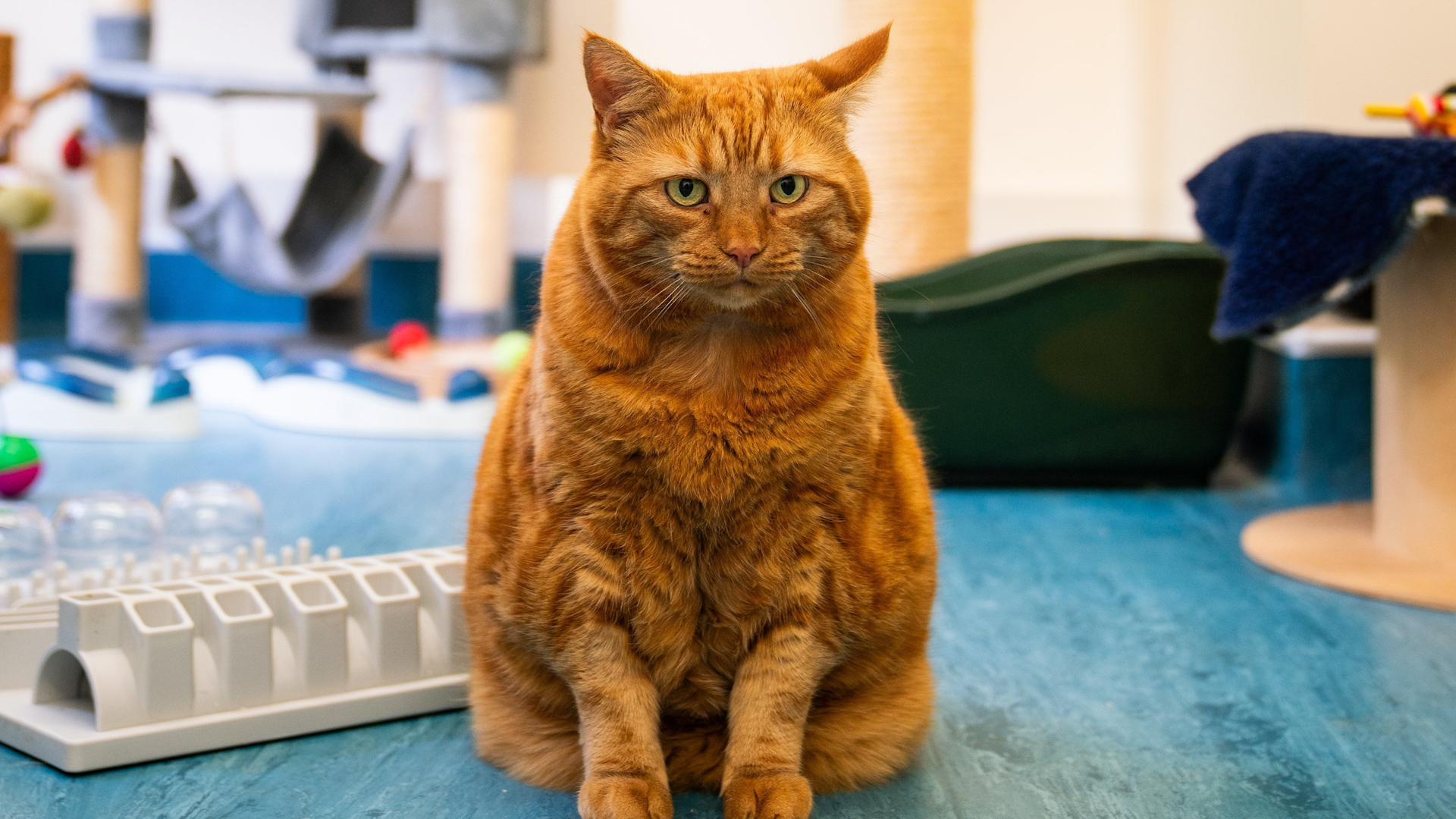 Fat cat too obese to fit through cat-flap looking for forever home