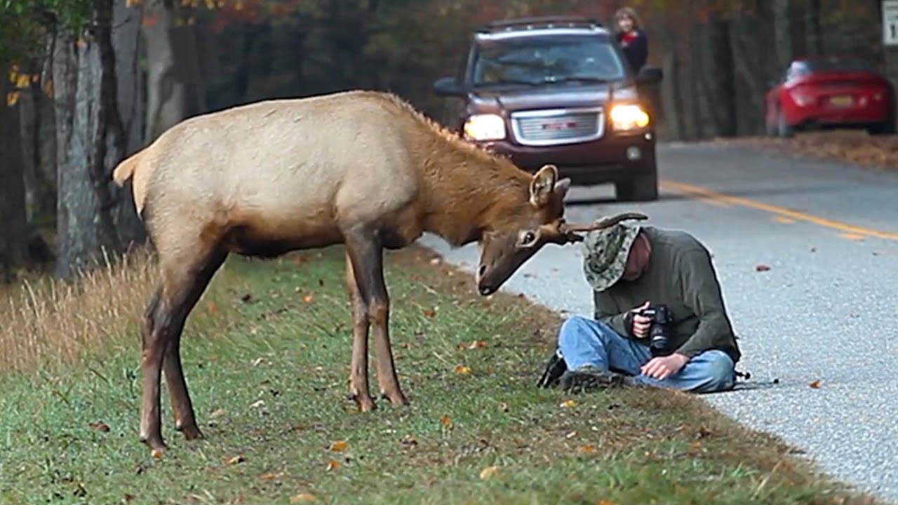Wild animals invade cities in 47 shocking moments caught