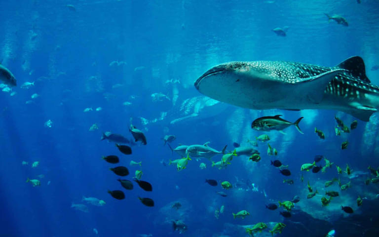 World’s Largest Bioluminescent Vertebrate Is a Glow-In-The-Dark Shark