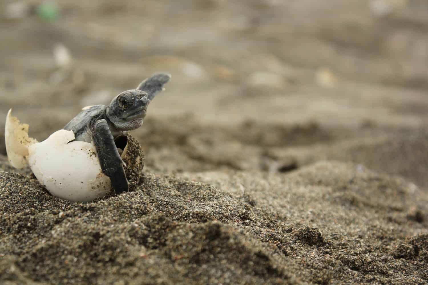 Preventable beach mistakes that can trap baby sea turtles