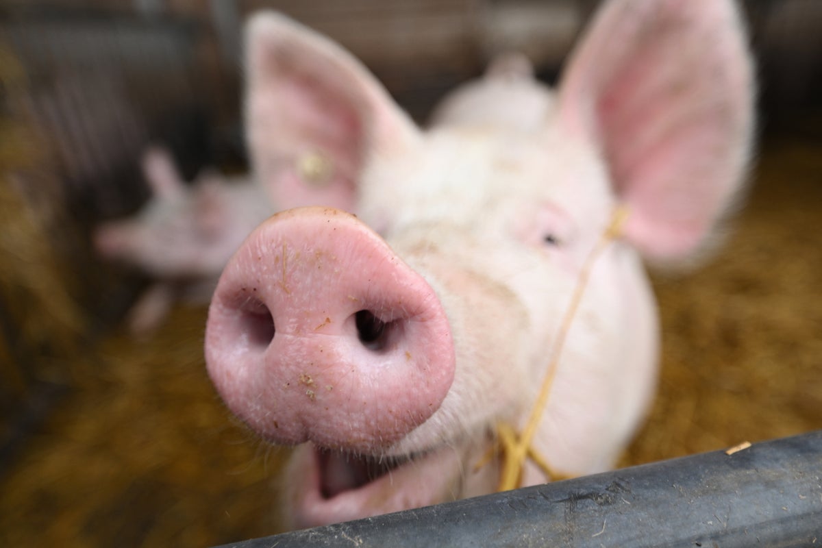 Two supermarket chains suspend supplies after pig cruelty reports