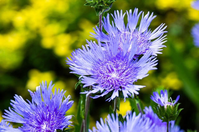 Gardener shares beautiful before-and-after photos of 2-year yard ...