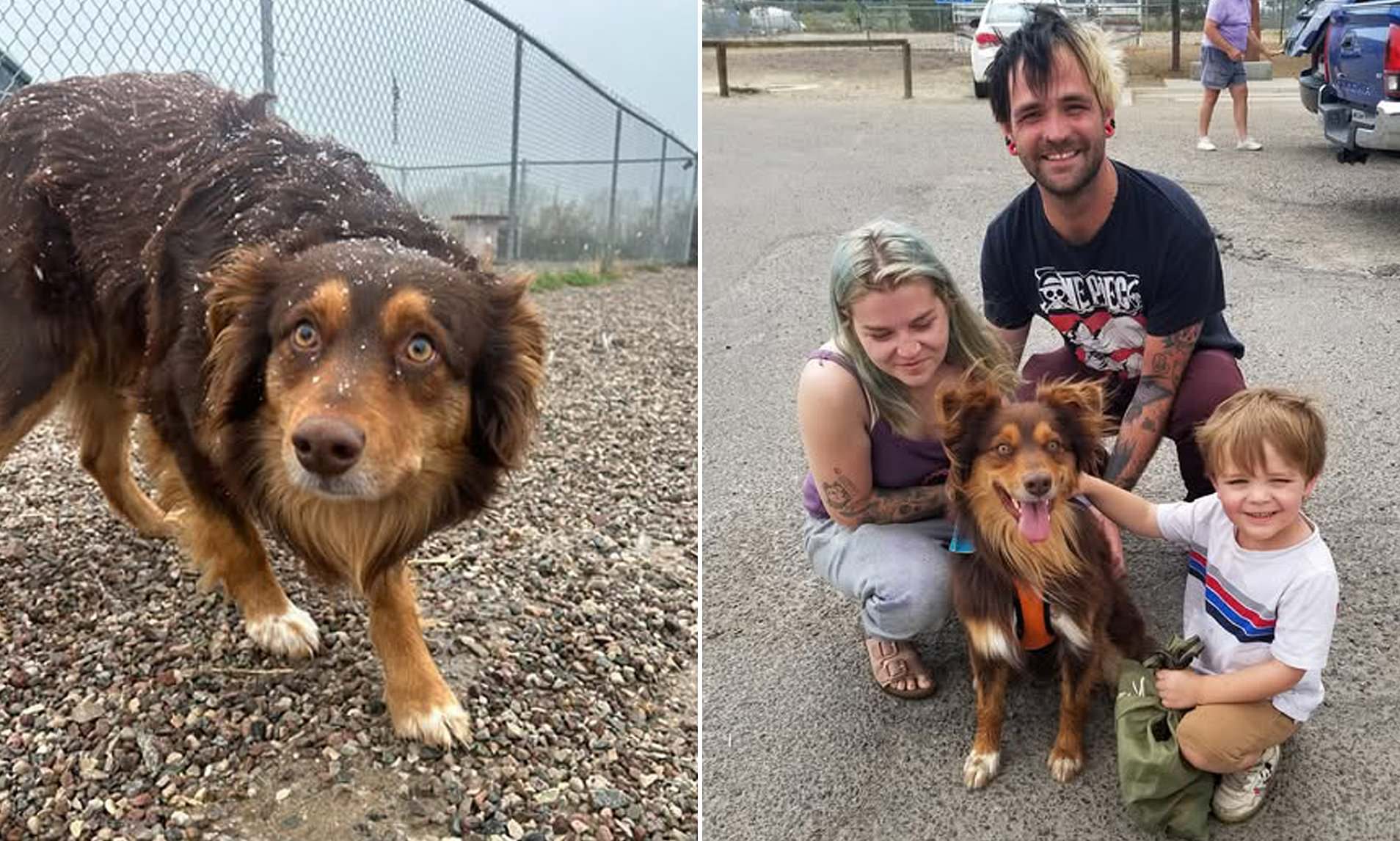 Missing dog named Rusty found wandering on highway 1,000 miles away ...