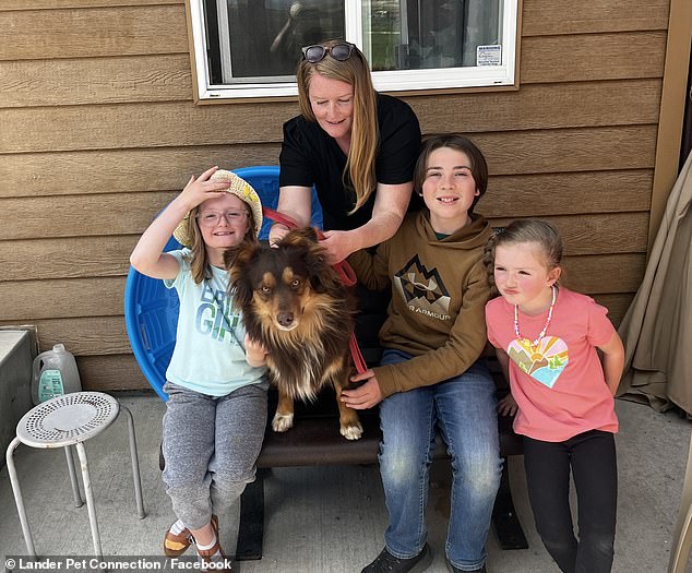 Missing dog named Rusty found wandering on highway 1,000 miles away ...