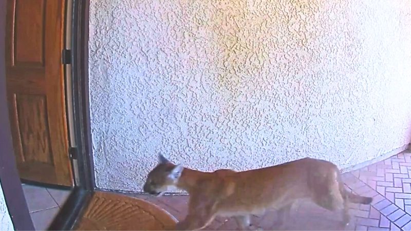 Video: Mountain lion runs into home before getting spooked