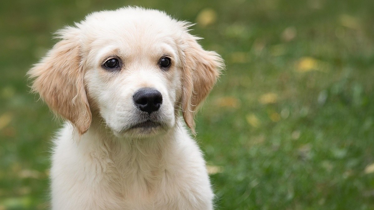 15 dog breeds known for their sensitivity and human connection