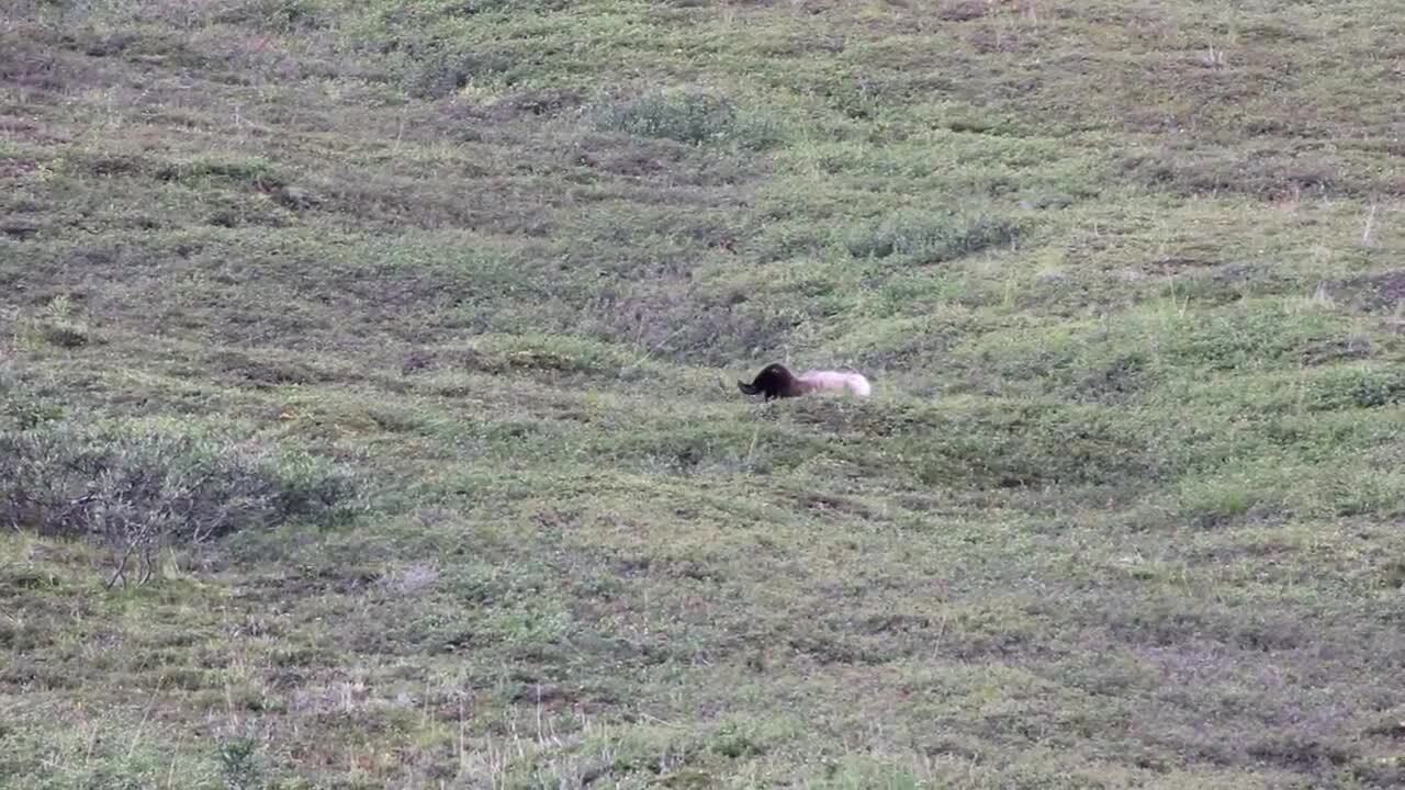 Grizzly Bear Rolling Down Hill At Denali National Park