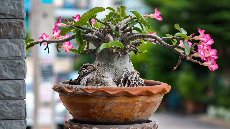 How To Successfully Care For Your Desert Rose