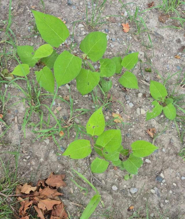 New homeowner met with warnings after sharing photo of mysterious plant ...