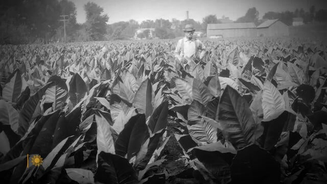 These United States: America's first cash crop