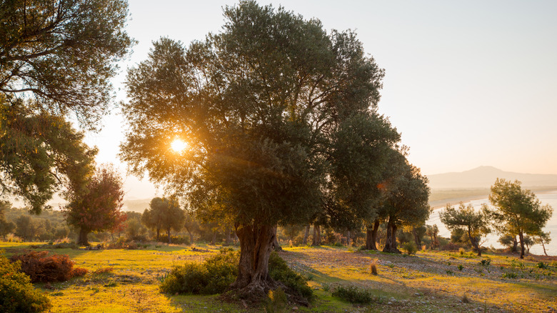The Ultimate Guide To Olives