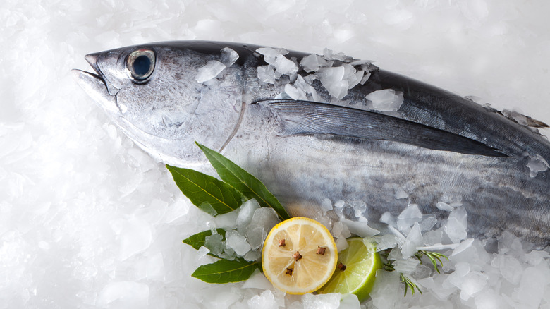 The Ultimate Guide To Types Of Canned Tuna