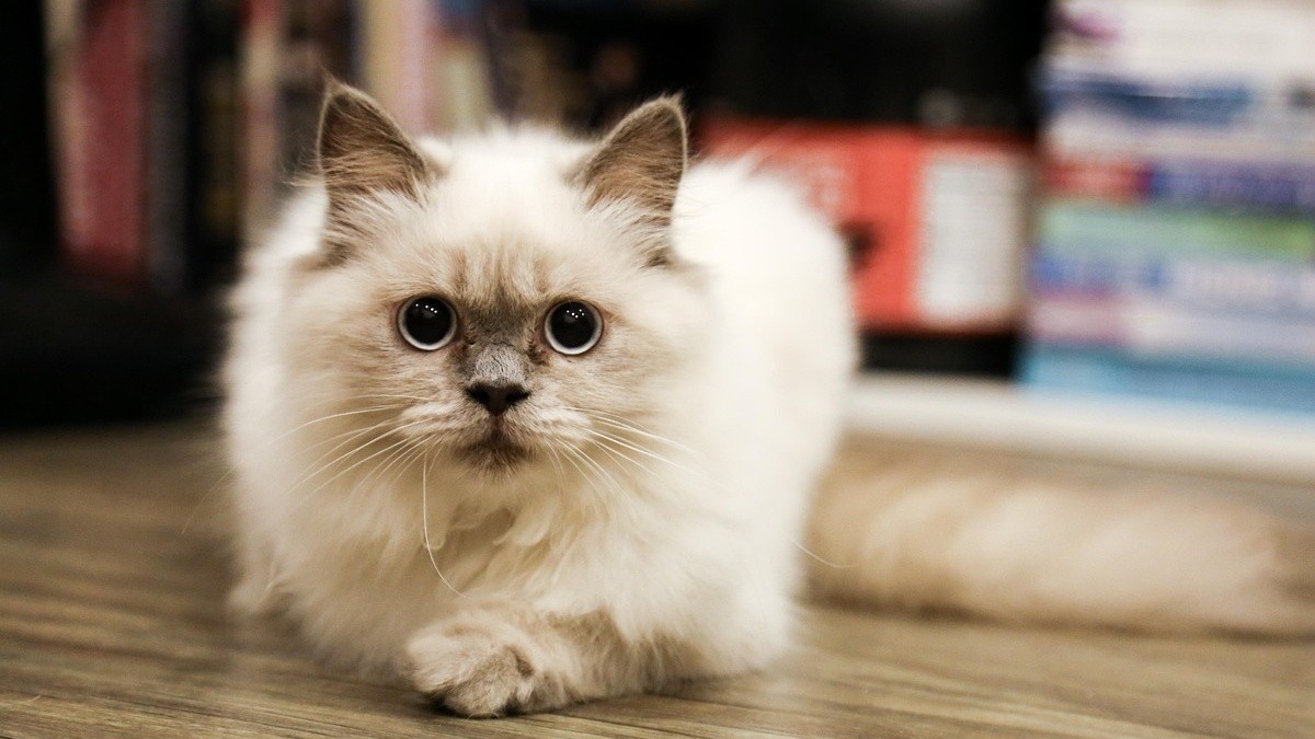 This is how cats show jealousy: 8 signs they show their annoyance ...