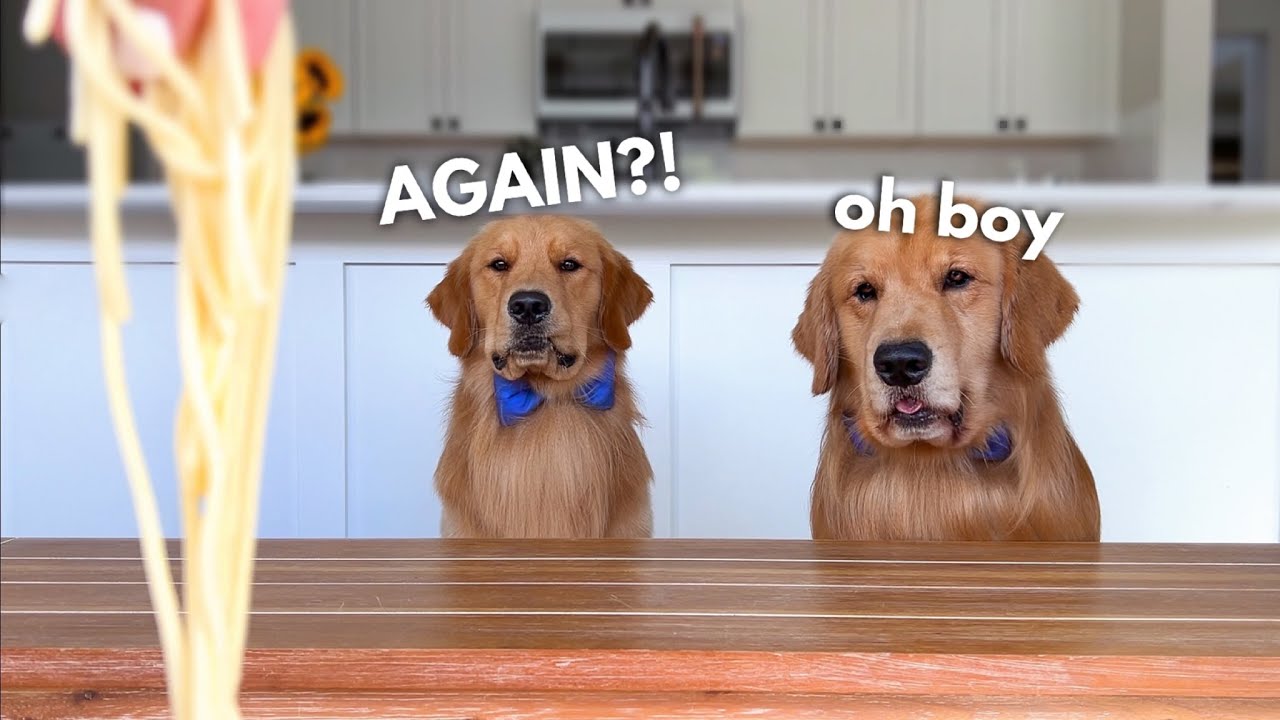 Funny Golden Retriever Reviews Spaghetti With His Son