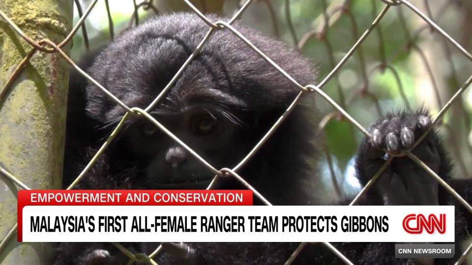 Malaysia’s first all-female ranger team protects gibbons