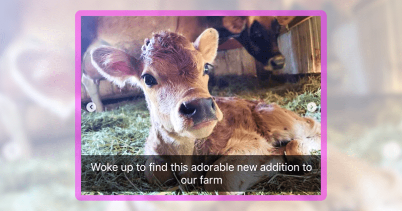 Domesticated Delight of 20+ Precious Pets and Funny Farm Animals in ...