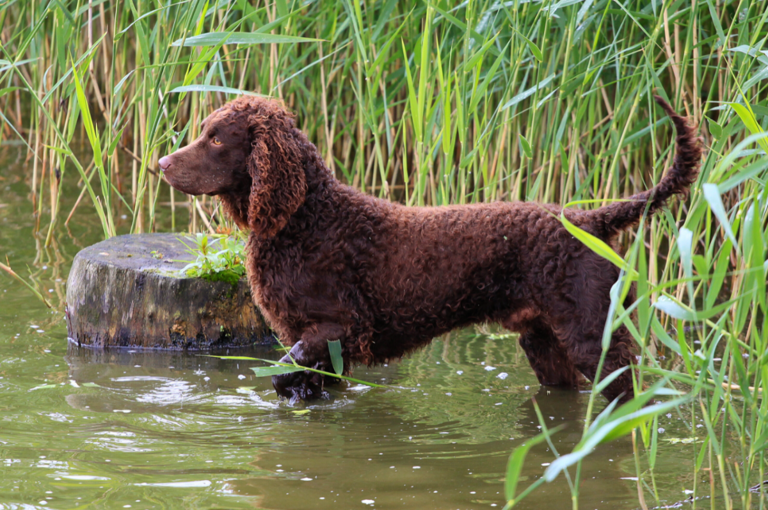 7 Iconic U.S. Dog Breeds That Were ‘Made in America’