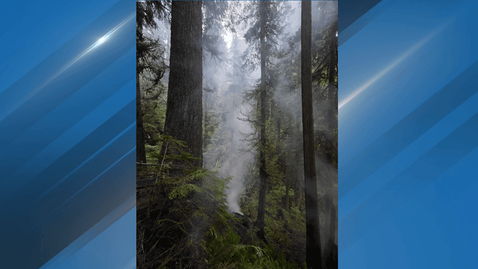 Efforts to save 450-year-old Doerner Fir underway as fire burns top and ...