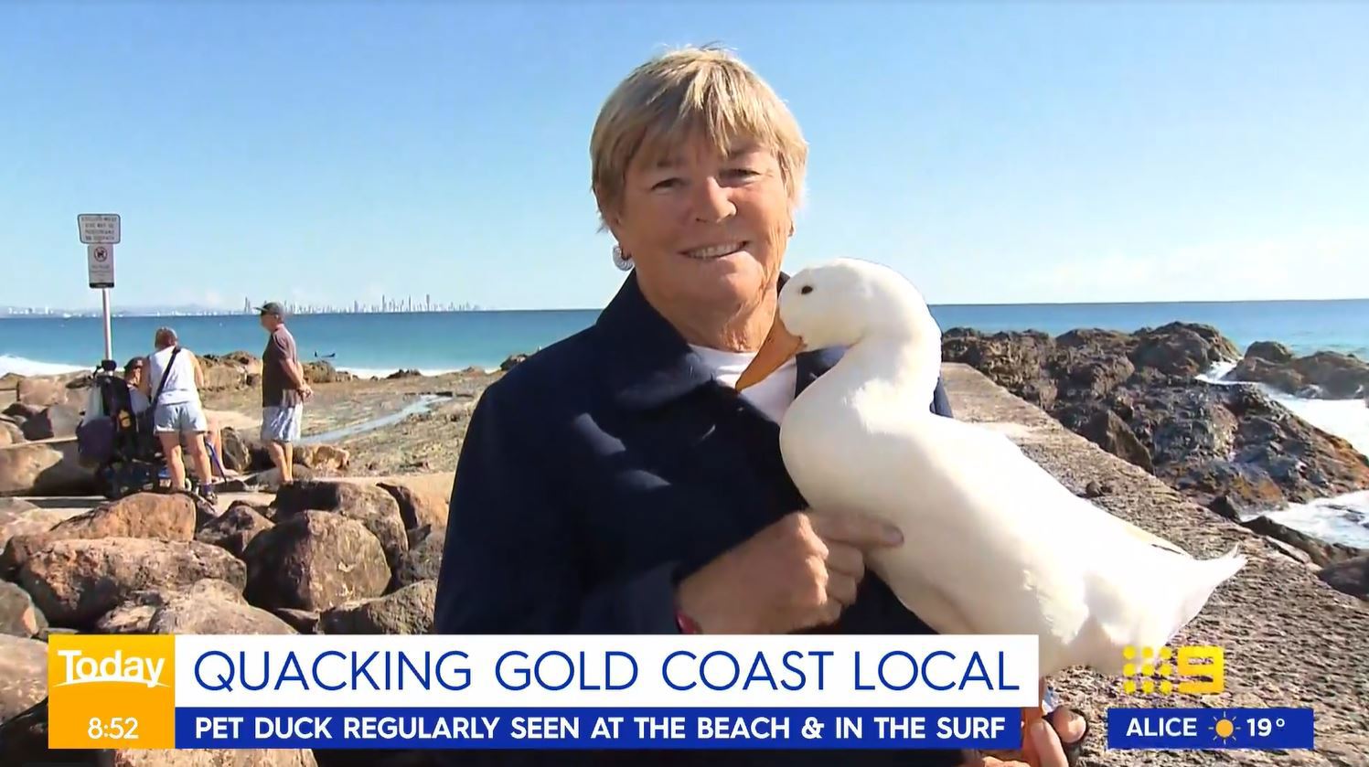 Most of the surfers at the Gold Coast's Rainbow Bay are human. Except ...