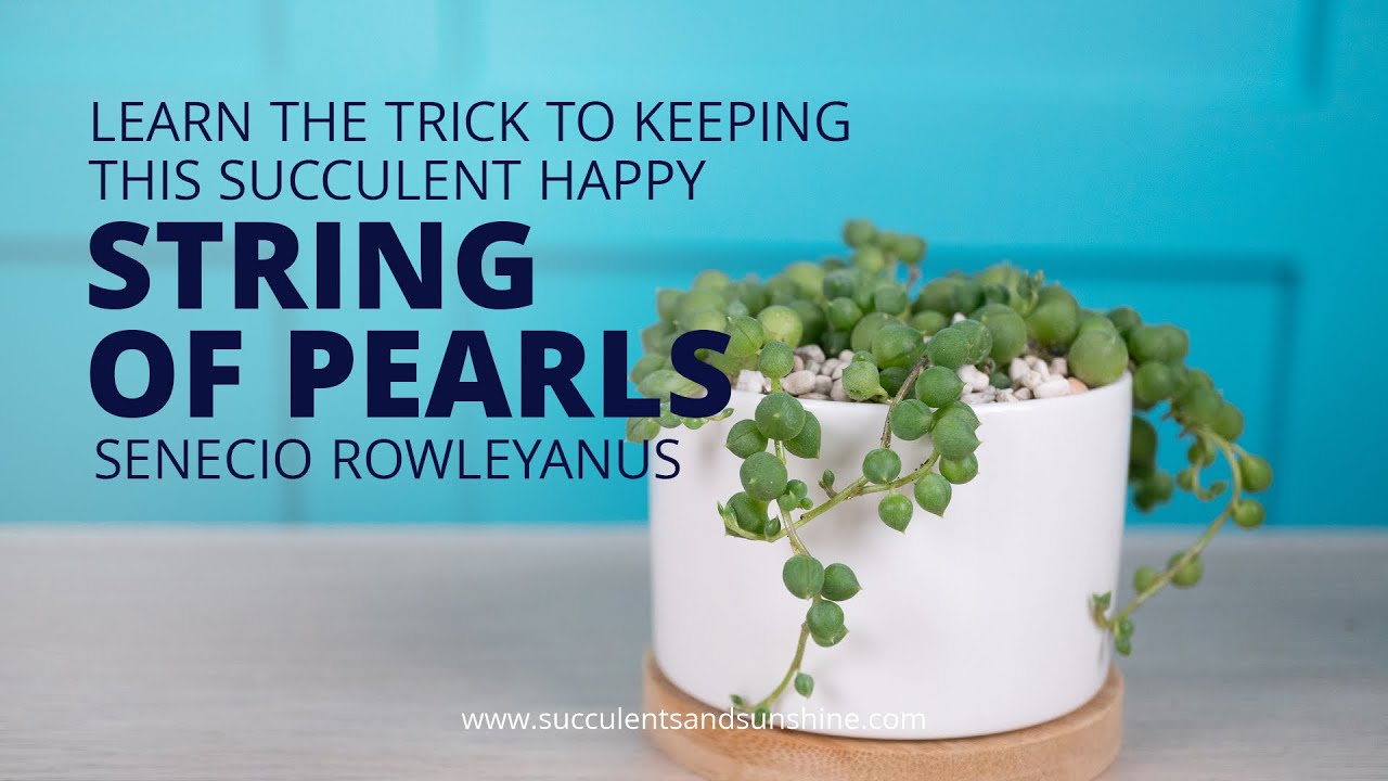 Caring for Senecio rowleyanus ‘String of Pearls’